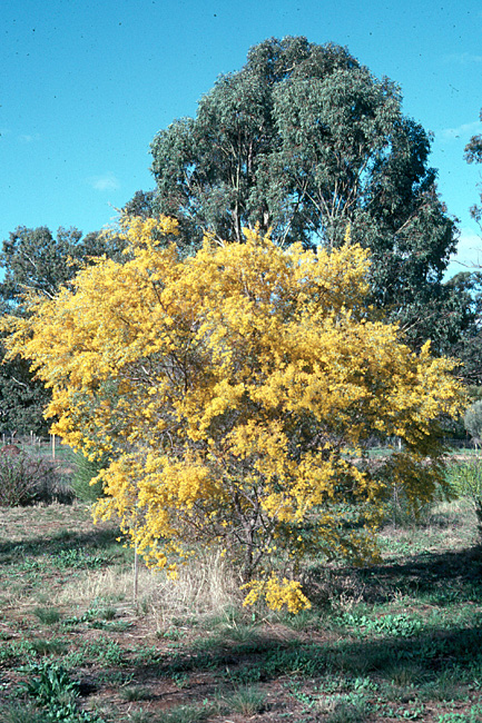 Acacia buxifolia