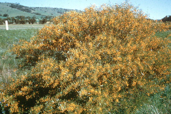 Acacia ligulata