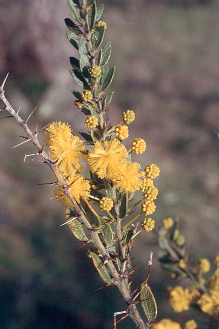 Acacia paradoxa