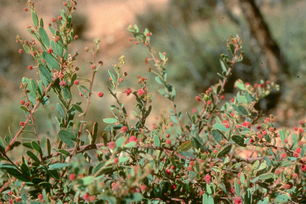 Acacia purpureopetala