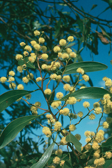 Acacia pycnantha