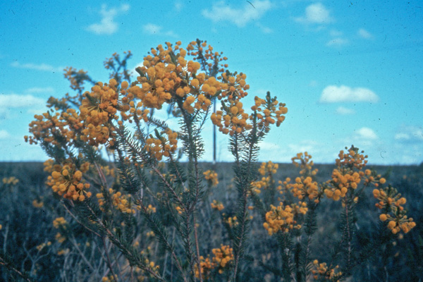 Acacia rossei