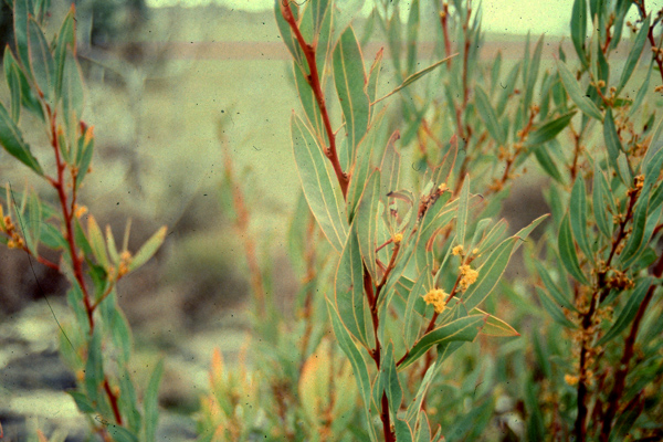 Acacia rubida