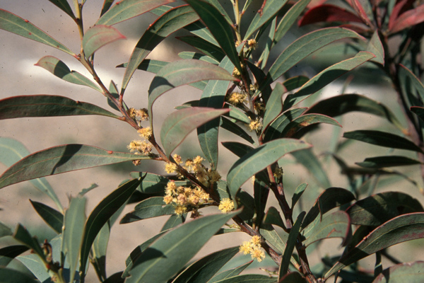 Acacia rubida