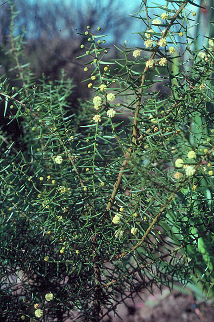 Acacia rupicola