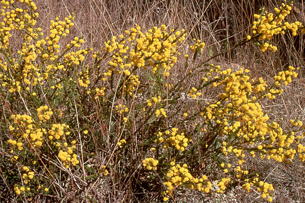 Acacia ruppii