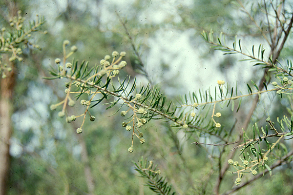 Acacia ruppii