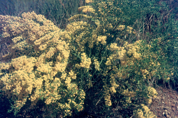Acacia truncata