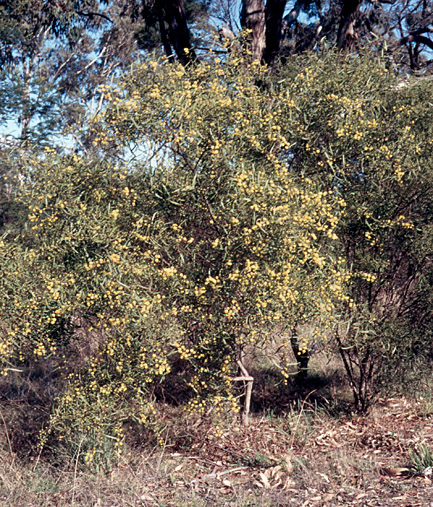 Acacia verniciflua