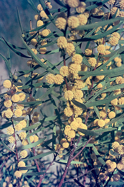 Acacia verniciflua