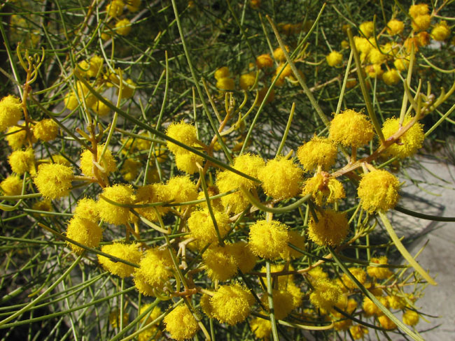 Acacia calantha