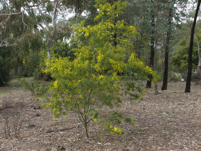 Acacia cardiophylla