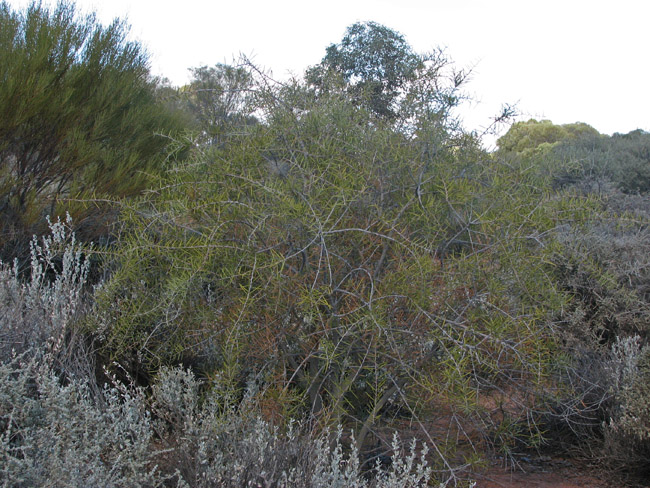 Acacia carneorum
