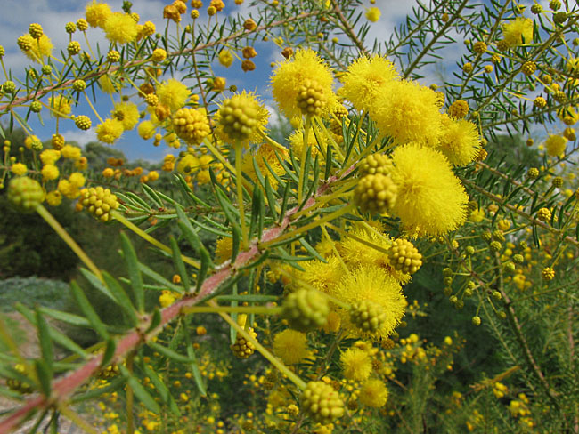 Acacia conferta