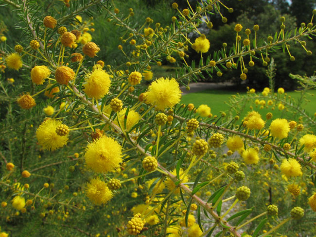 Acacia conferta